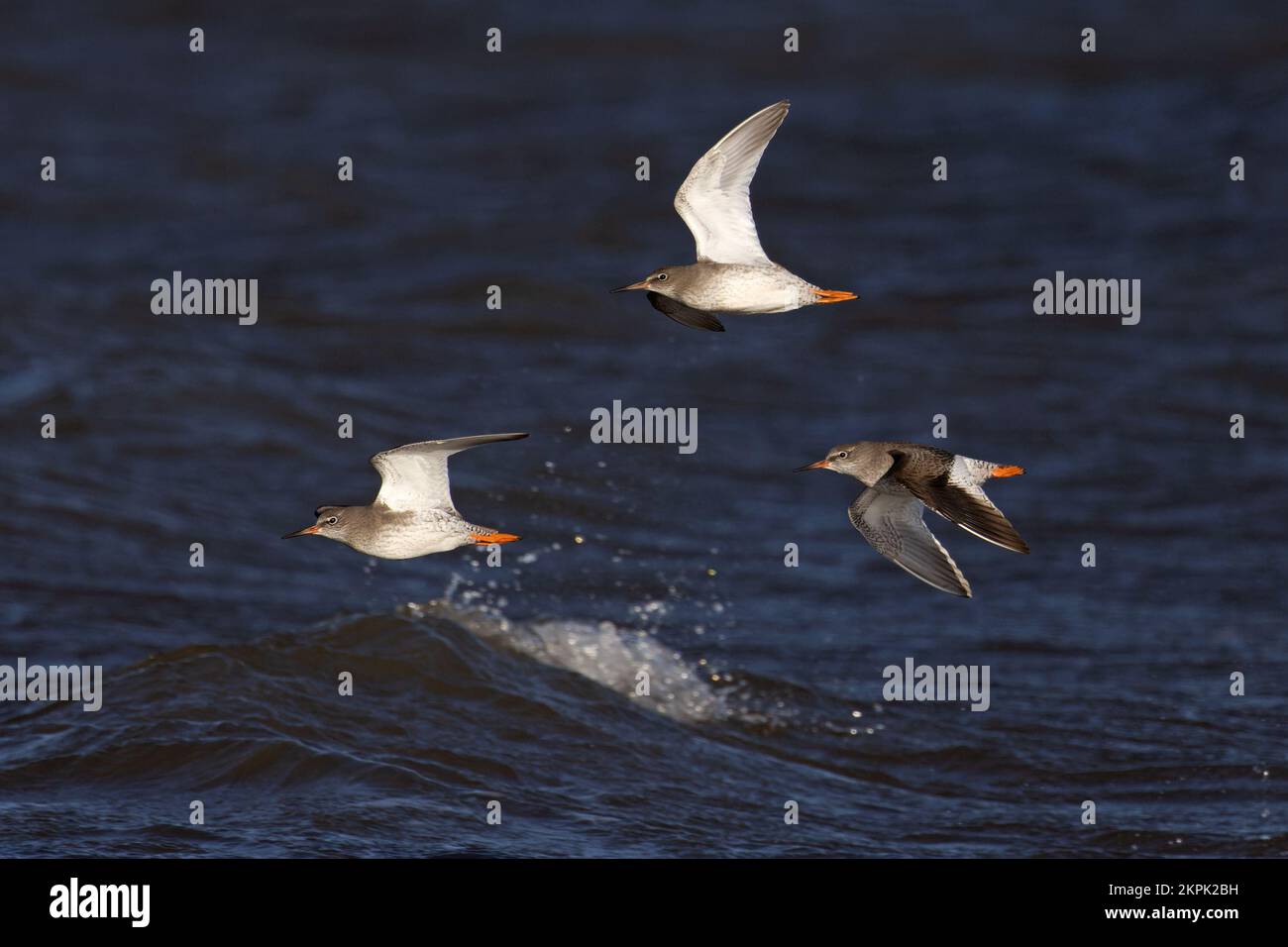 Redshank (Tringa totanus) flock flying Norfolk GB UK October 2022 Stock ...