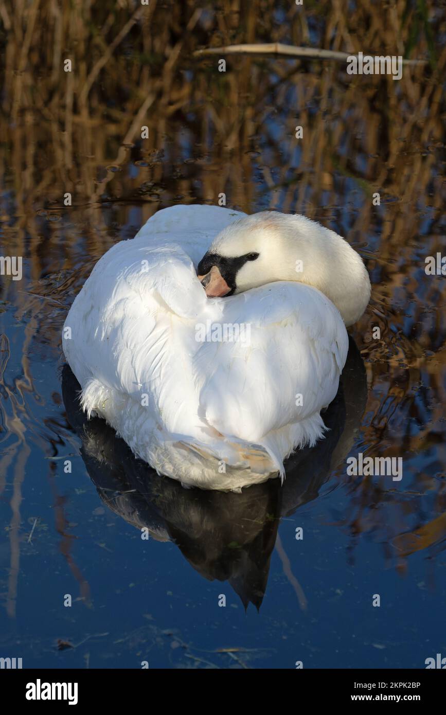 Resting swan swans sleeping hi-res stock photography and images - Alamy
