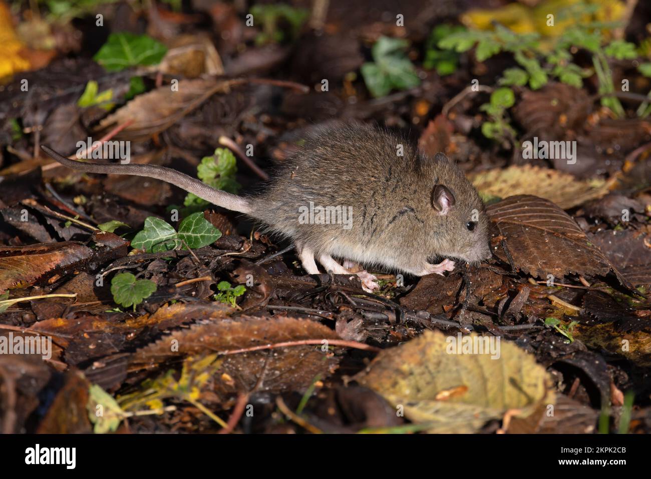 Young Brown Common Sewer Hanover Norway Norwegian Wharf Rat Rattus Norvegicus Norfolk Gb Uk