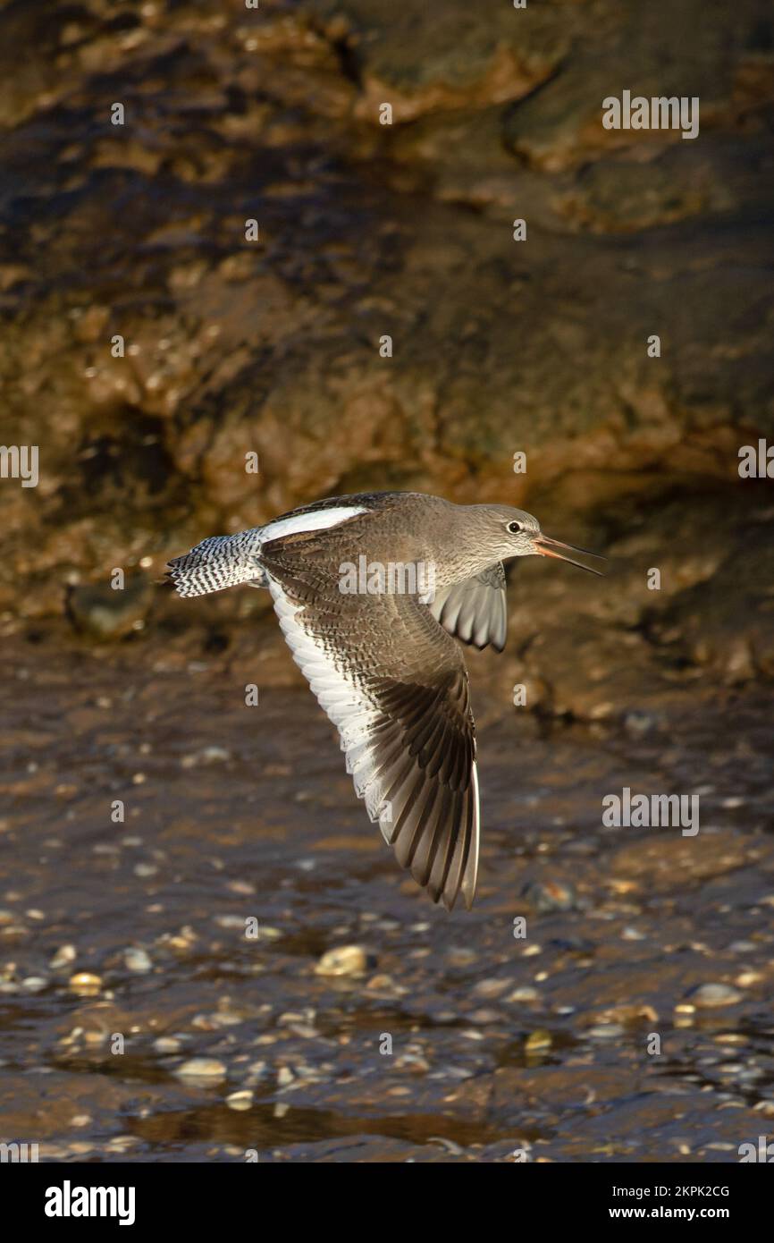 Redshank (Tringa totanus) flying Norfolk GB UK October 2022 Stock Photo ...