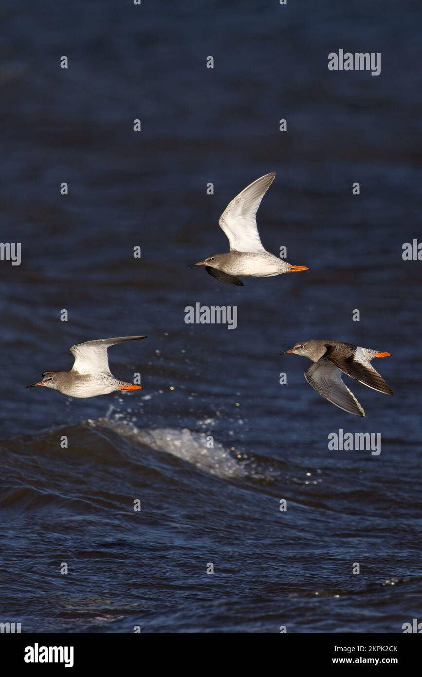Redshank (Tringa totanus) flock flying Norfolk GB UK October 2022 Stock ...