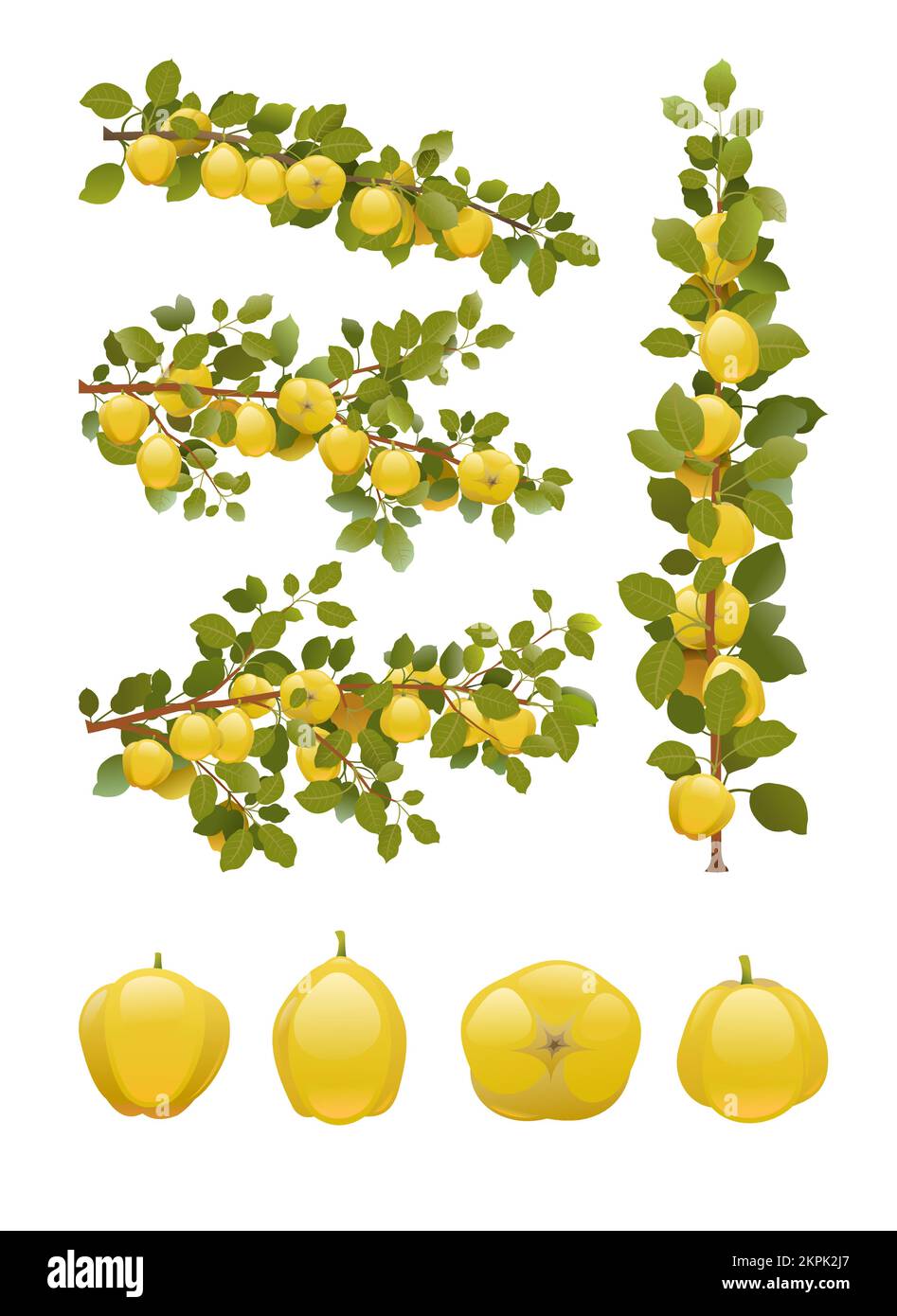 Set of quince tree branches with ripe fruits. Garden plant with edible ...