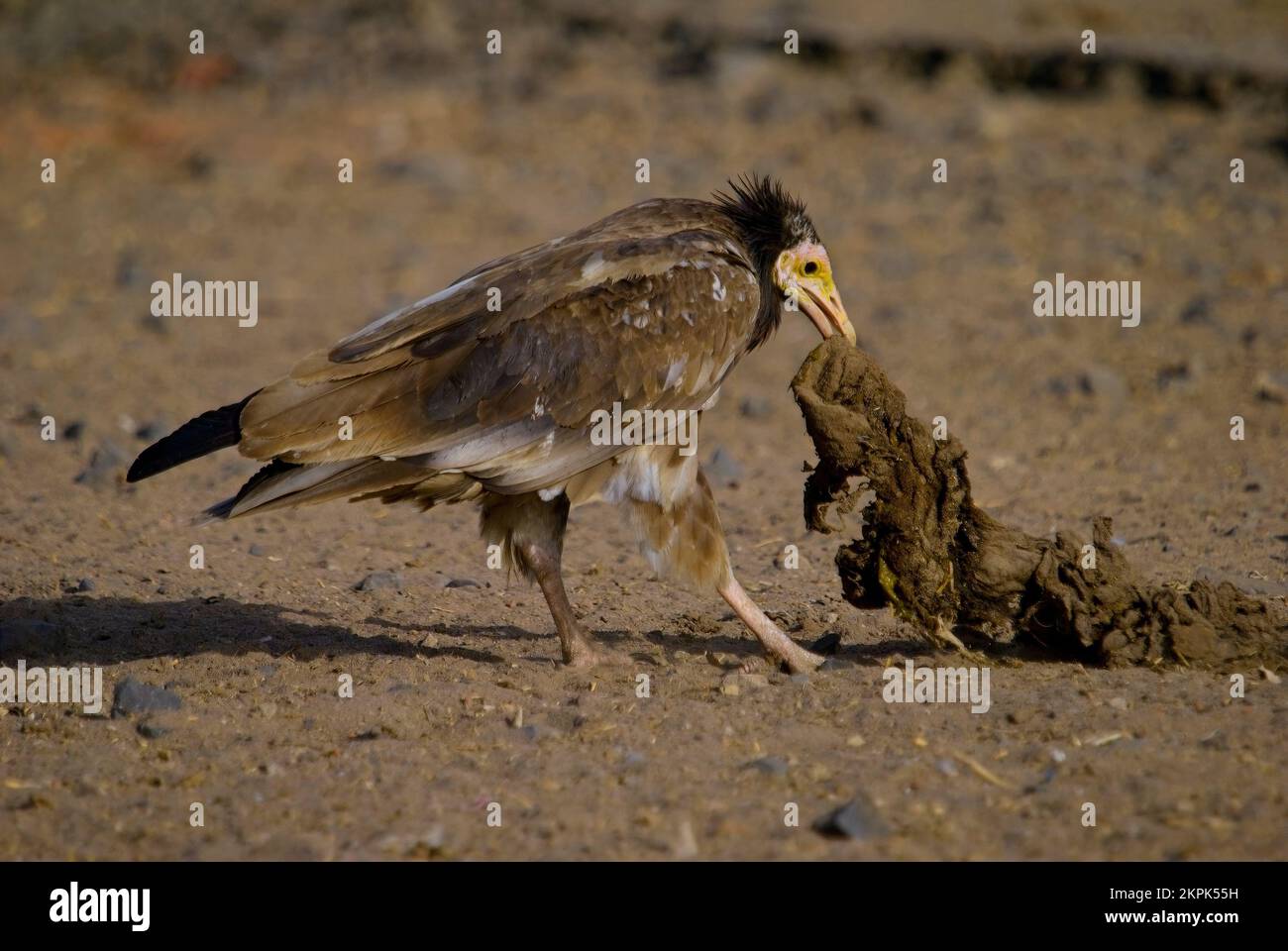 Vulture eating meat hi-res stock photography and images - Alamy