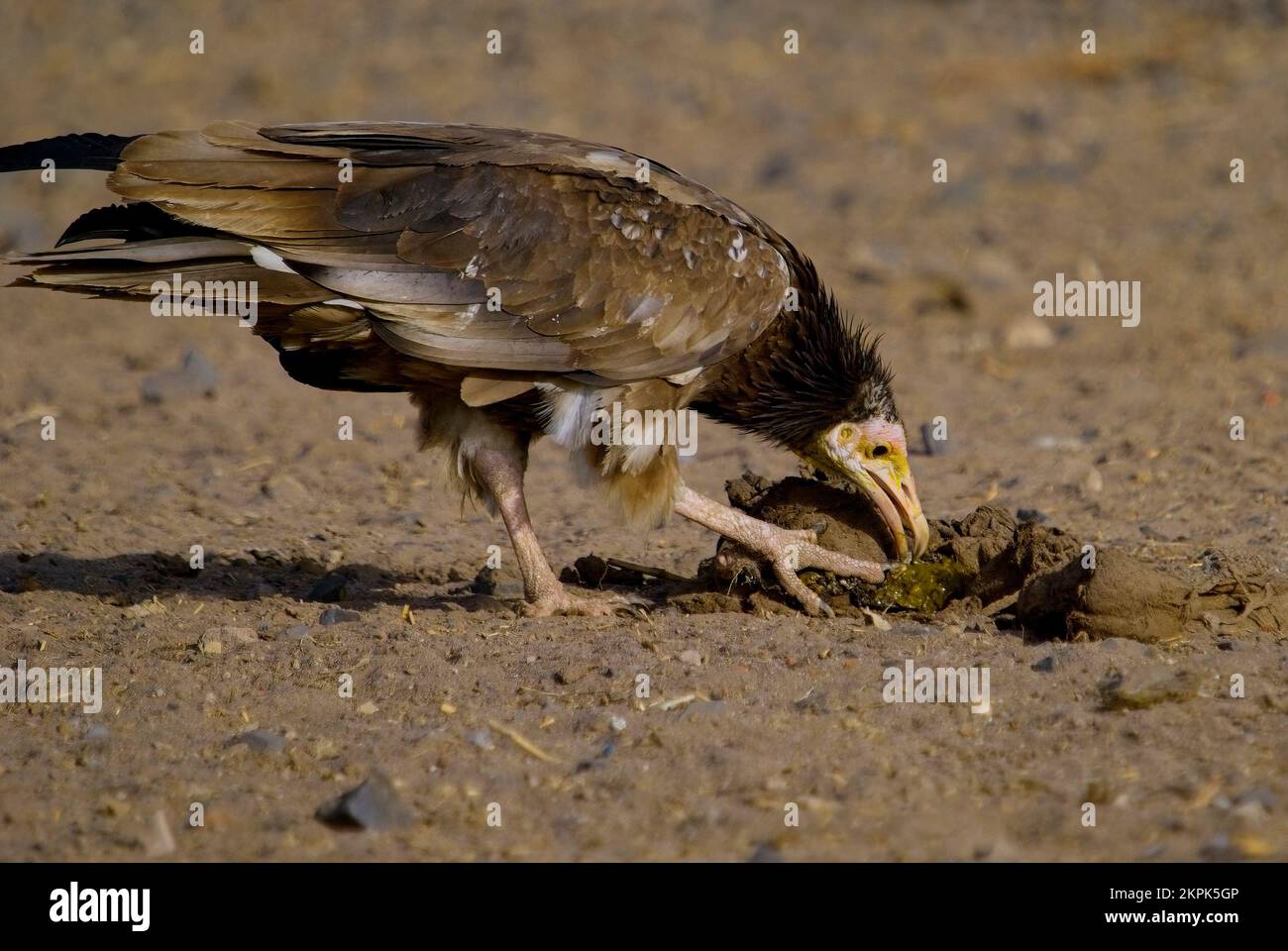 Egyptian Vulture feeding on dung Stock Photo - Alamy