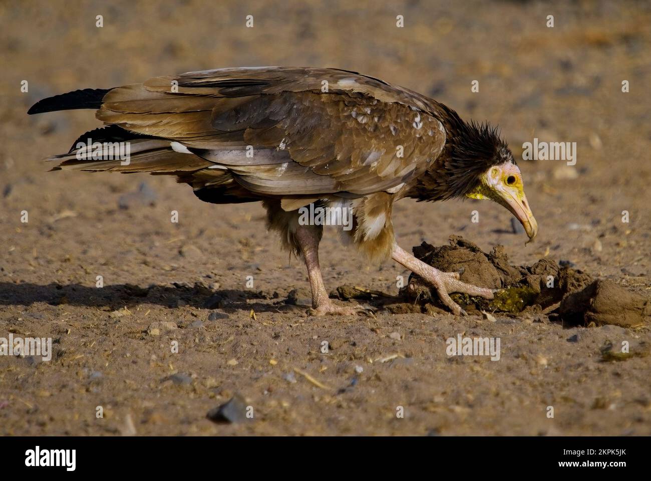 Egyptian vulture dung hi-res stock photography and images - Alamy