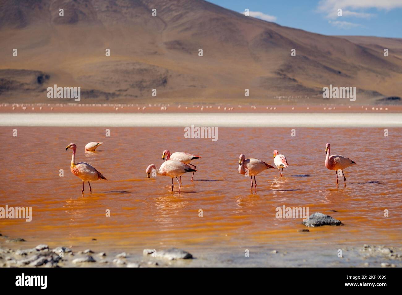 Flamingos at Laguna Colorada (Red Lagoon) in Eduardo Avaroa Andean ...