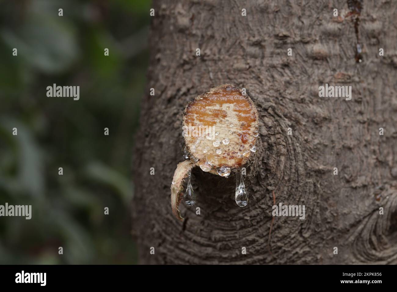 Tree sap coming out of cut branches of a pine tree. Concept of ...