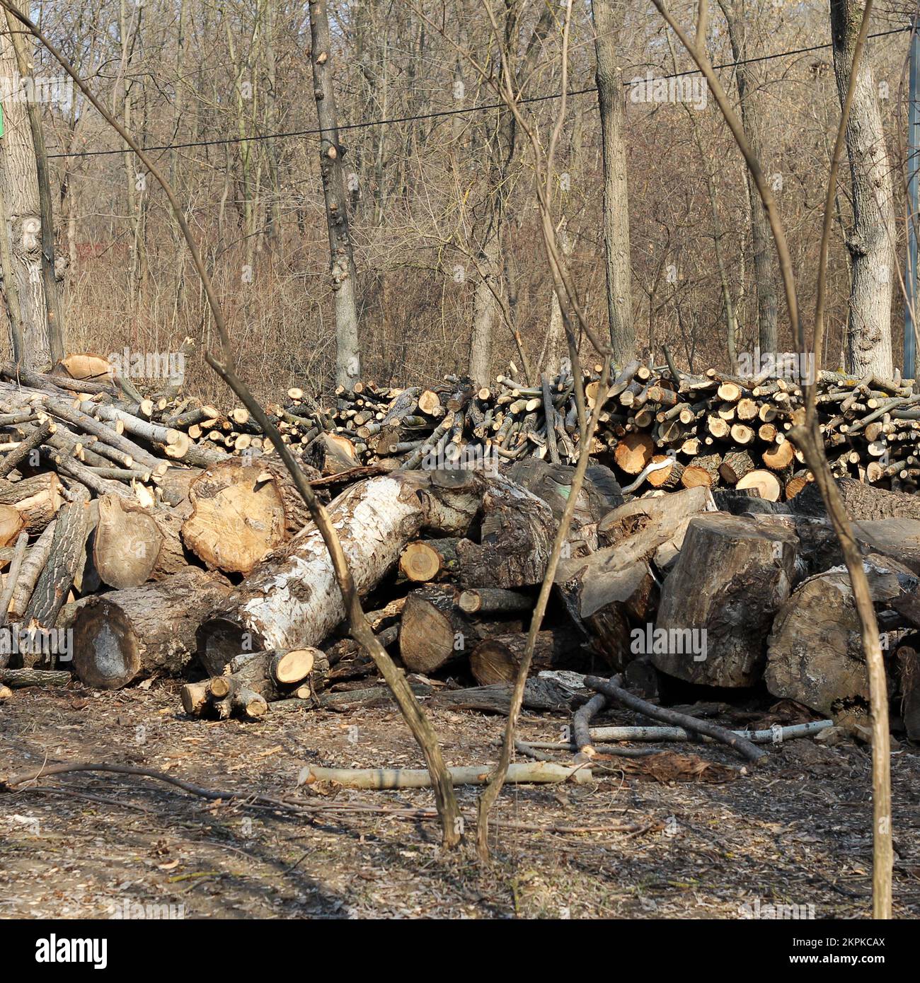 The tree of lie hi-res stock photography and images - Alamy