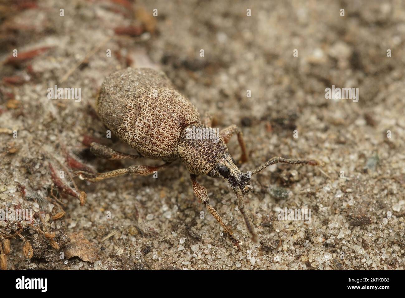 Natural closeup on a small lightbrown plant parasite weevil beetle ...