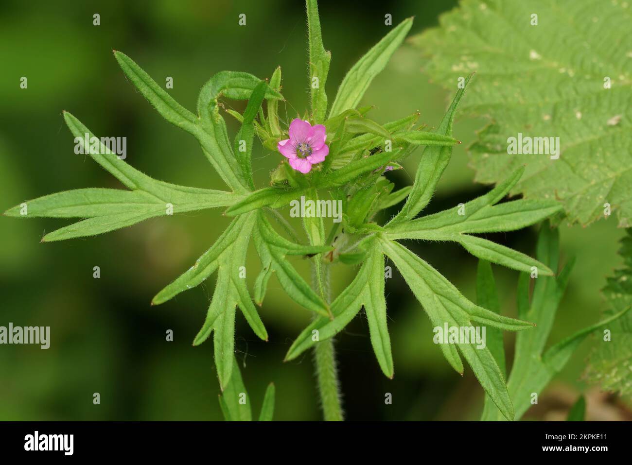 Natural closeup on a small purple Cut-leaved Crane's-bill flower ...