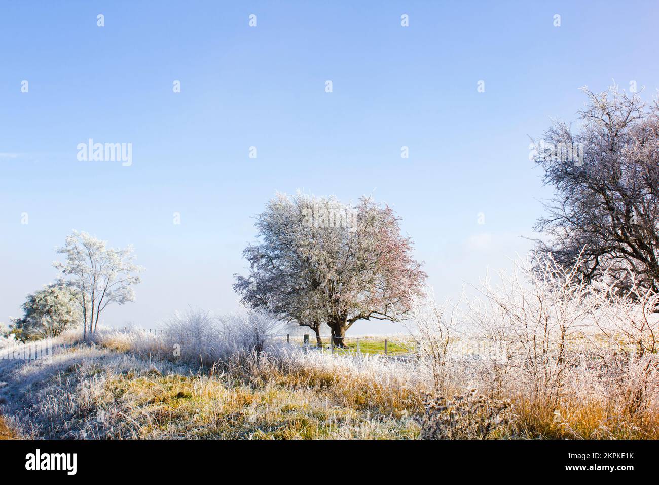 Beautiful winter background with snow tipped trees on a clear blue ...