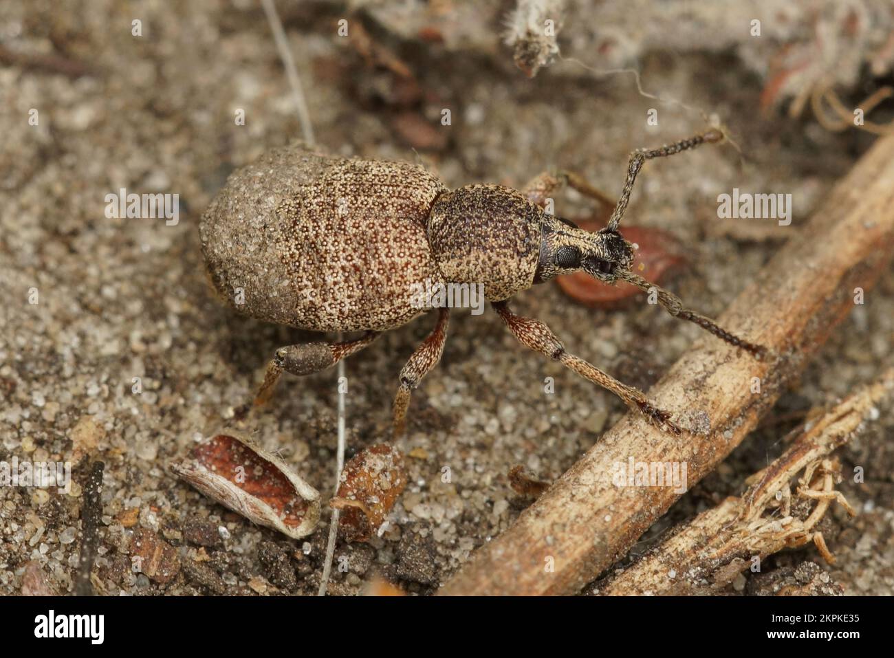Natural closeup on a small lightbrown plant parasite weevil beetle ...