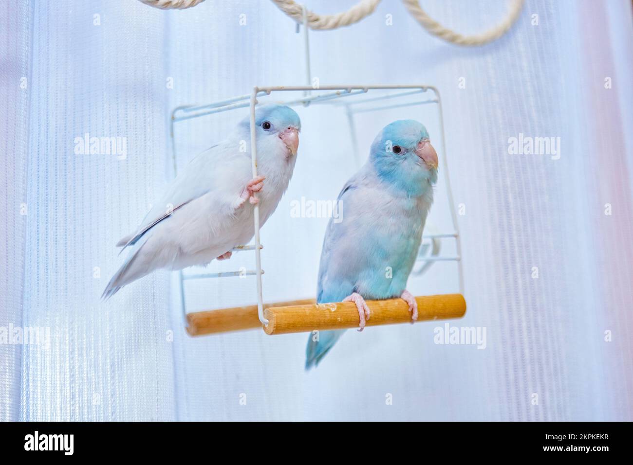 Two blue parakeets Stock Photo - Alamy