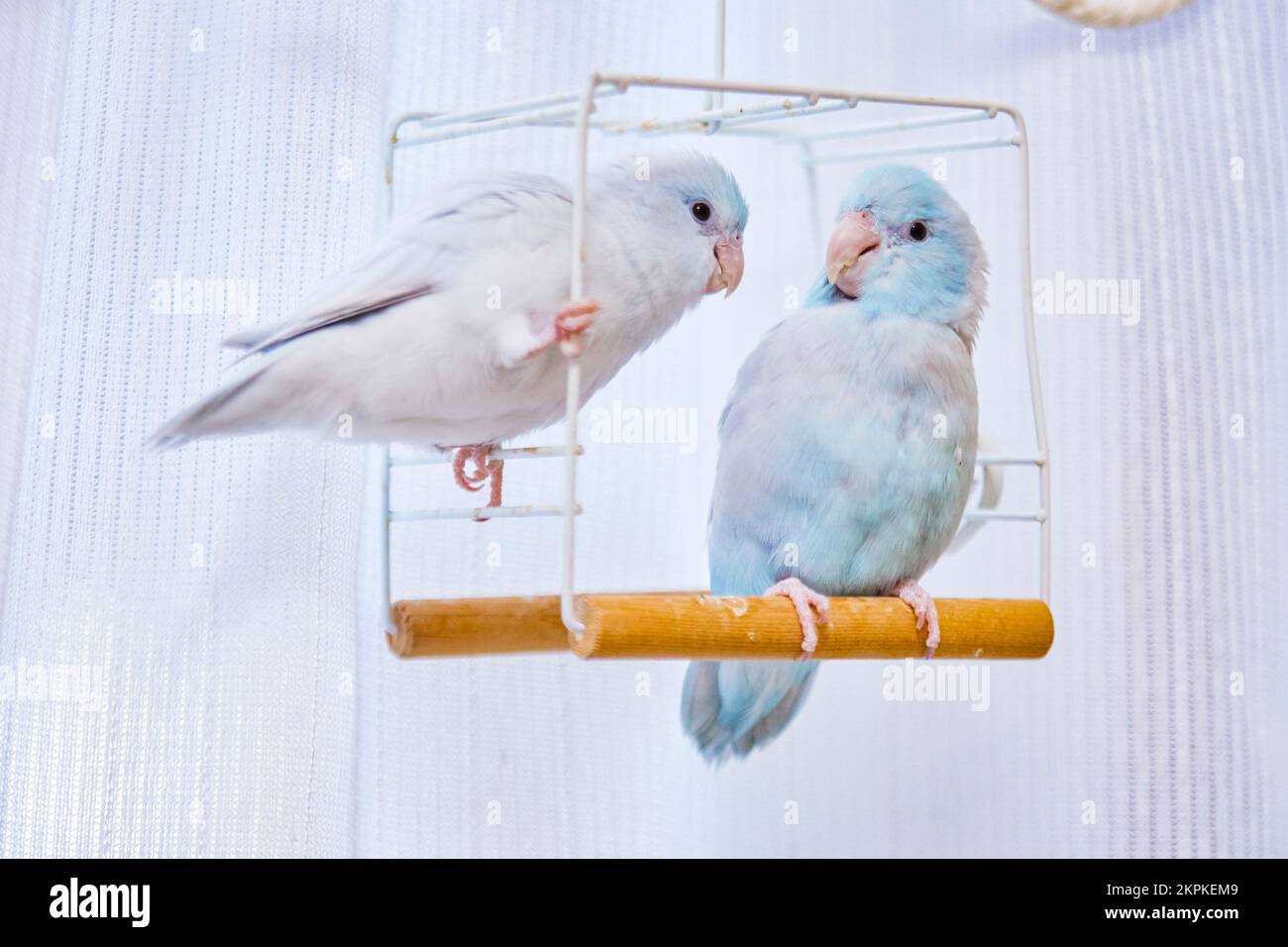 Two blue parakeets Stock Photo - Alamy