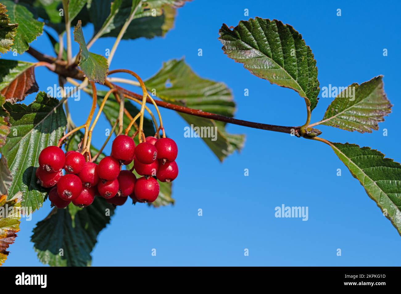 Common whitebeam fruits hi-res stock photography and images - Alamy