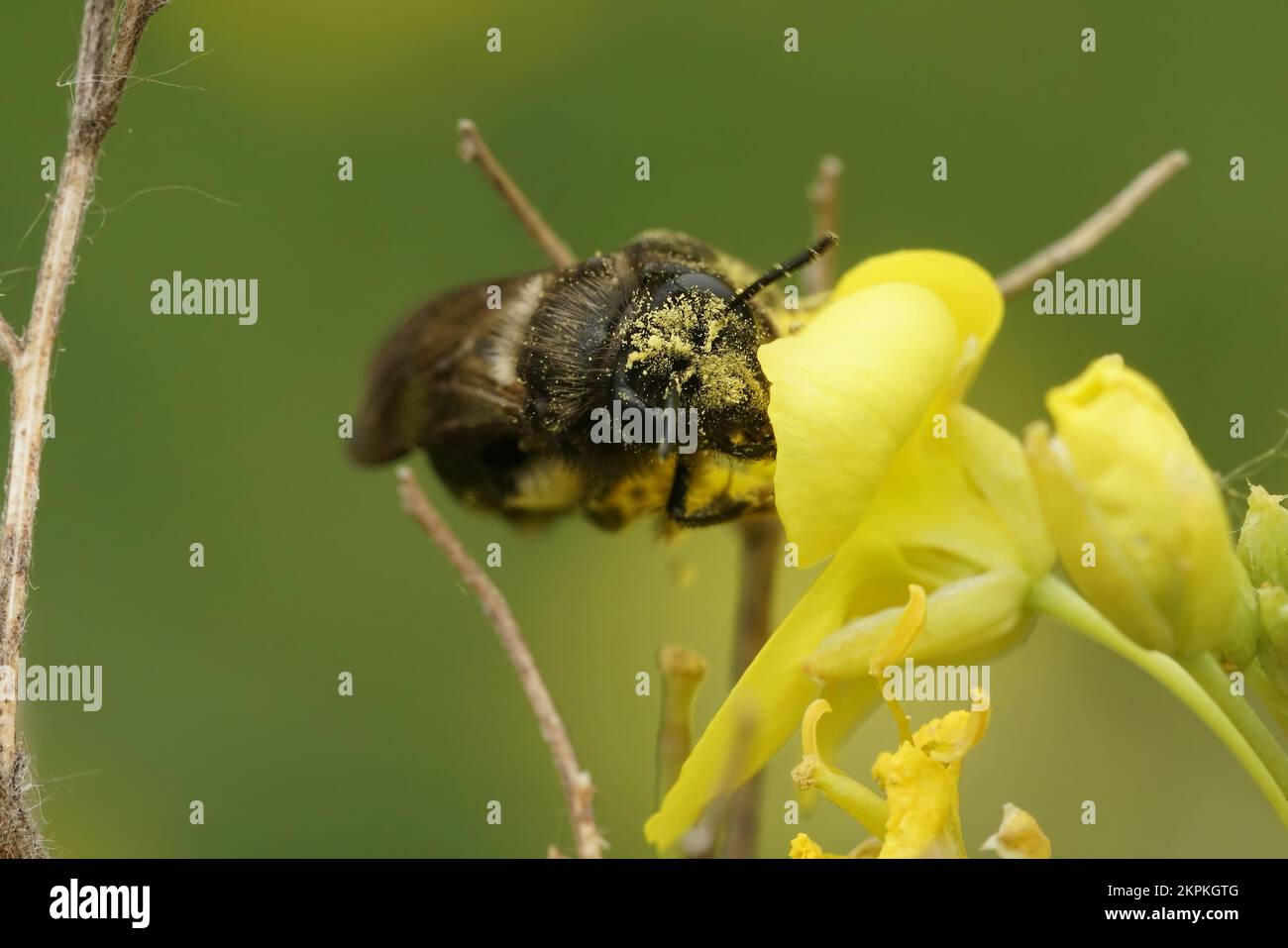 Natural closeup on the rare Scarce Black Mining Bee, Andrena nigrospina ...