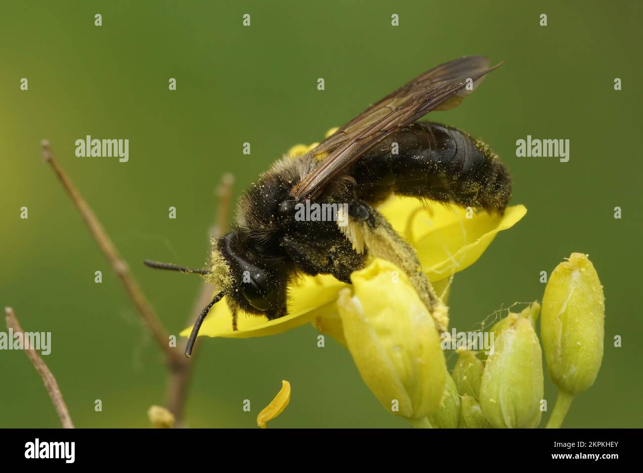 Natural closeup on the rare Scarce Black Mining Bee, Andrena nigrospina ...