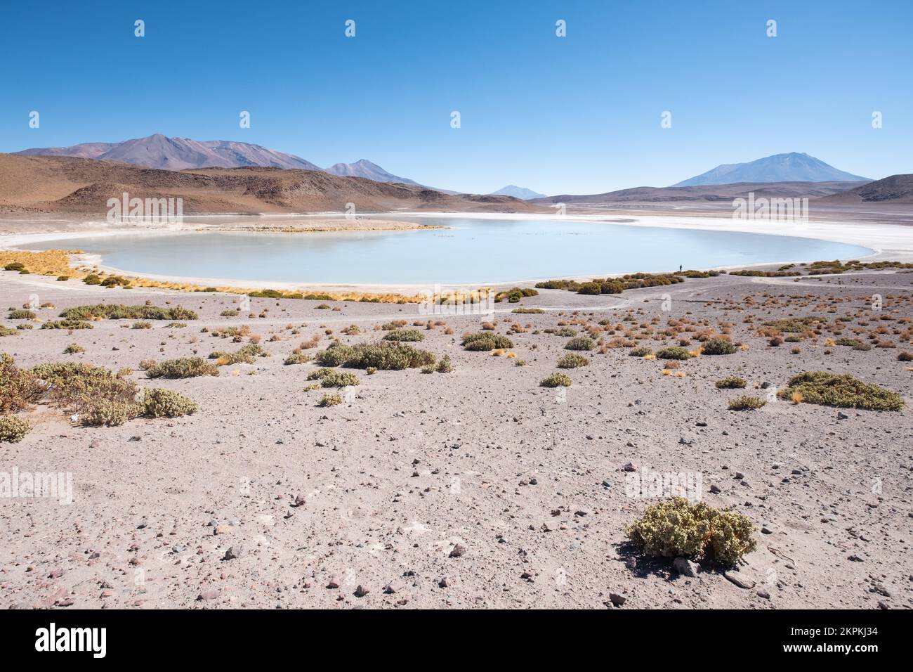Laguna Honda in Nor Lipez, Potosi Department, Bolivia Stock Photo - Alamy