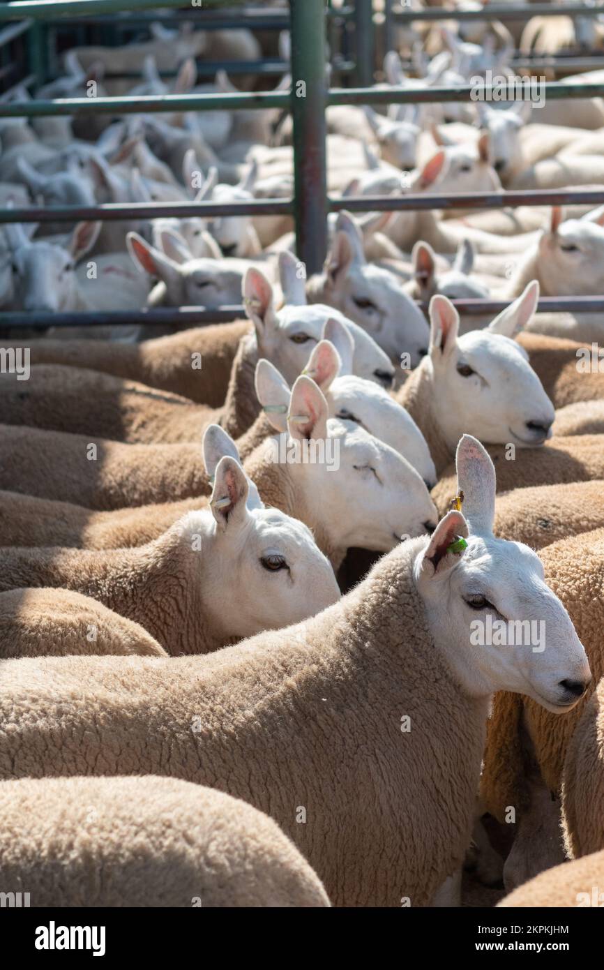 North Country Cheviot Park type sale at Lockerbie auction mart, 2021 ...