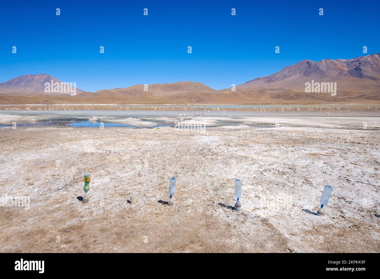 Laguna Hedionda (North) in Nor Lipez, Potosi Department, Bolivia Stock ...