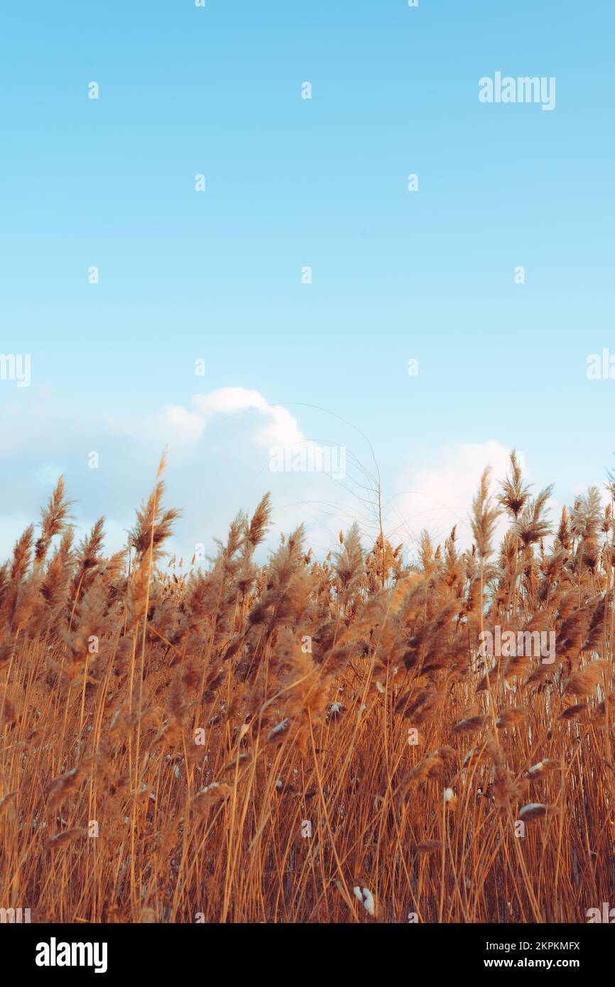 A tranquil winter sunset lake with reed flowers are in bloom. Bright ...