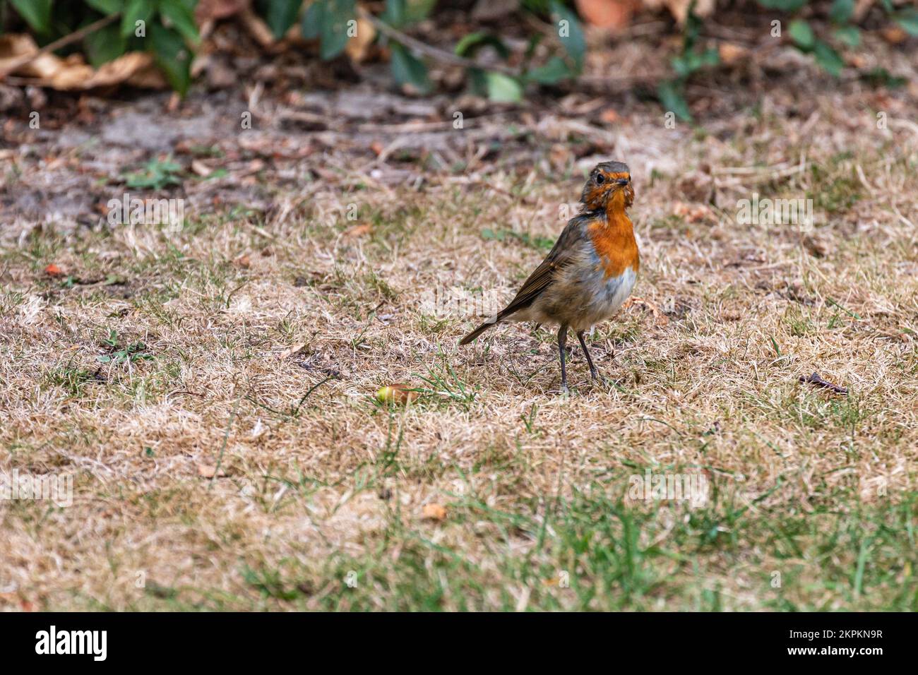 A ugly Robin in a garden in Germany. High quality photo from a young ...