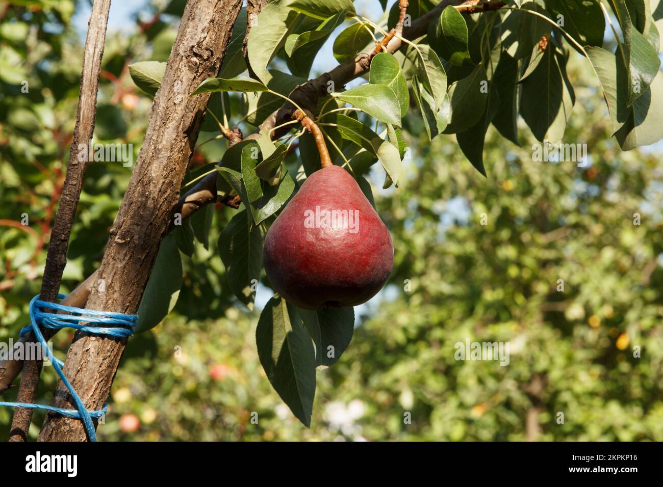 Big heavy red pear matured on a branch in garden. Branch is tied with a ...