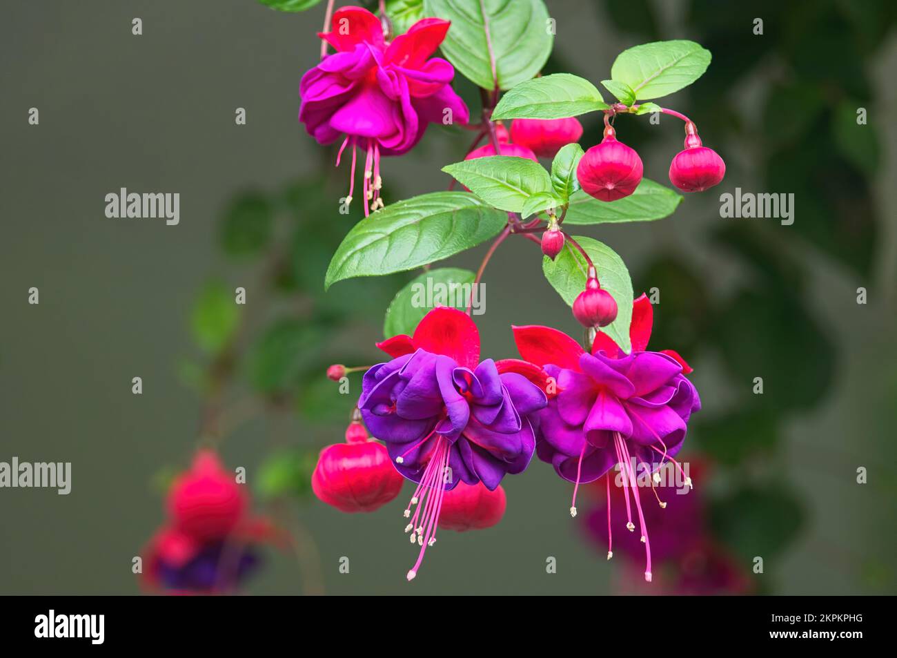 Fuchsia x hybrid dark eyes hi-res stock photography and images - Alamy