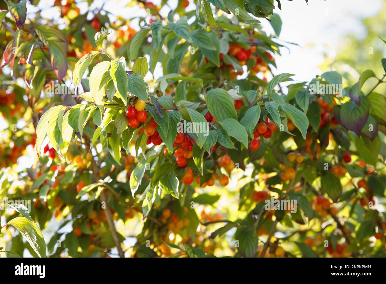 Dogberry tree hi-res stock photography and images - Alamy