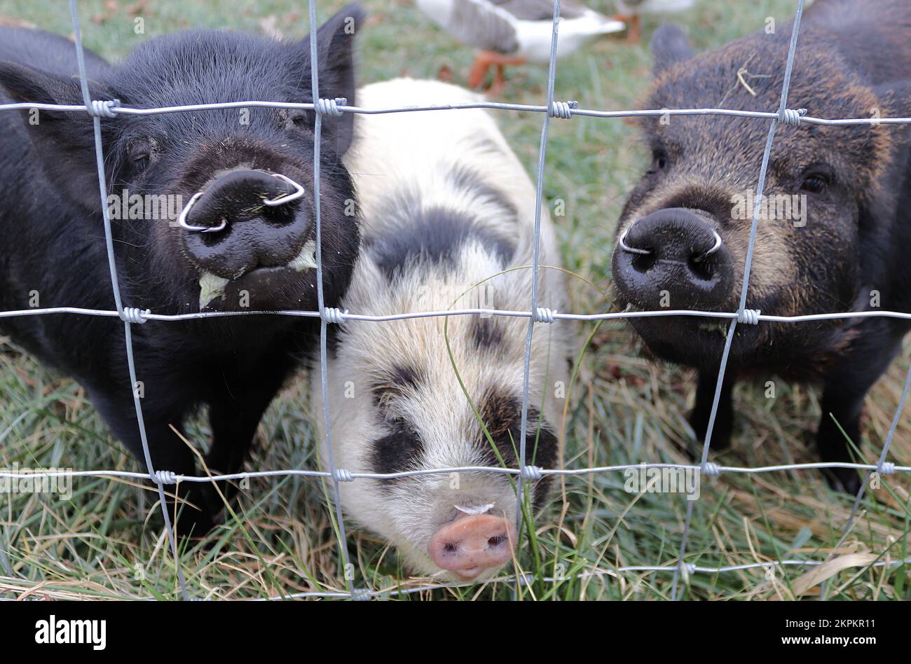 Pig with nose ring hi-res stock photography and images - Alamy