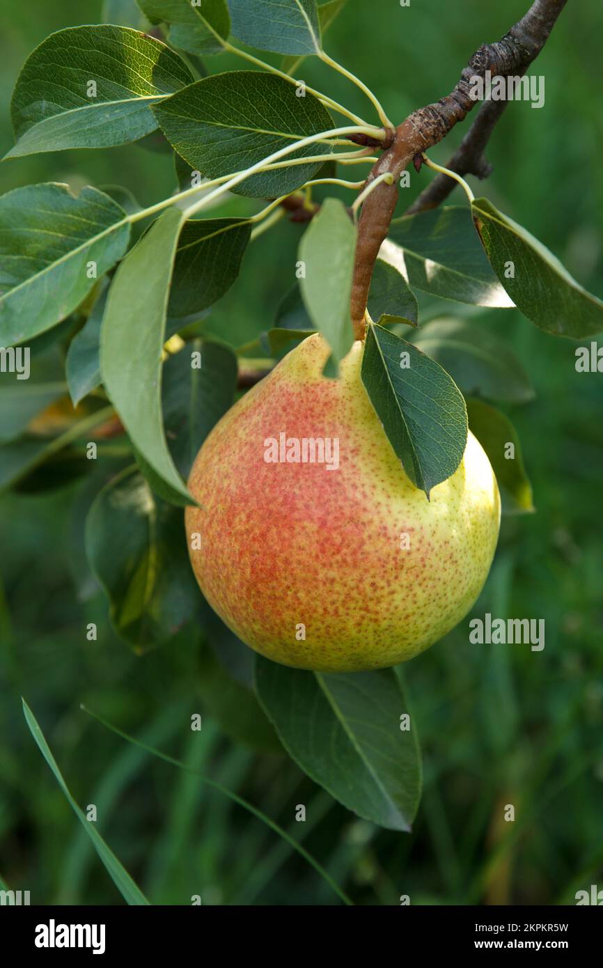 Yellow large pear has grown and matured in a tree in a beautiful ...