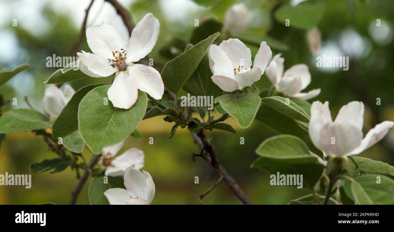 Growing quince hi-res stock photography and images - Alamy