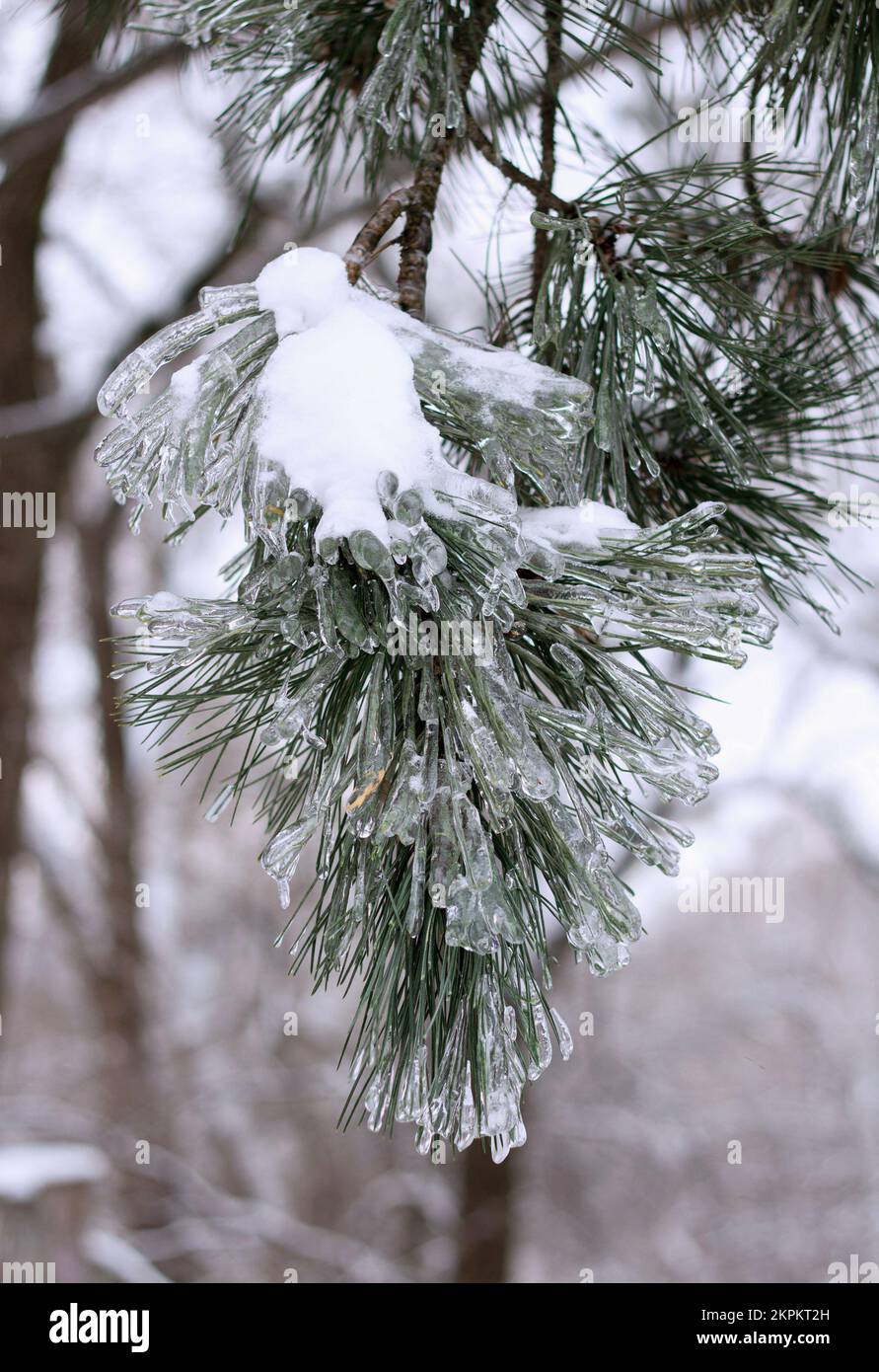 Spruce branch completely covered in ice and snow, in severe winter ...