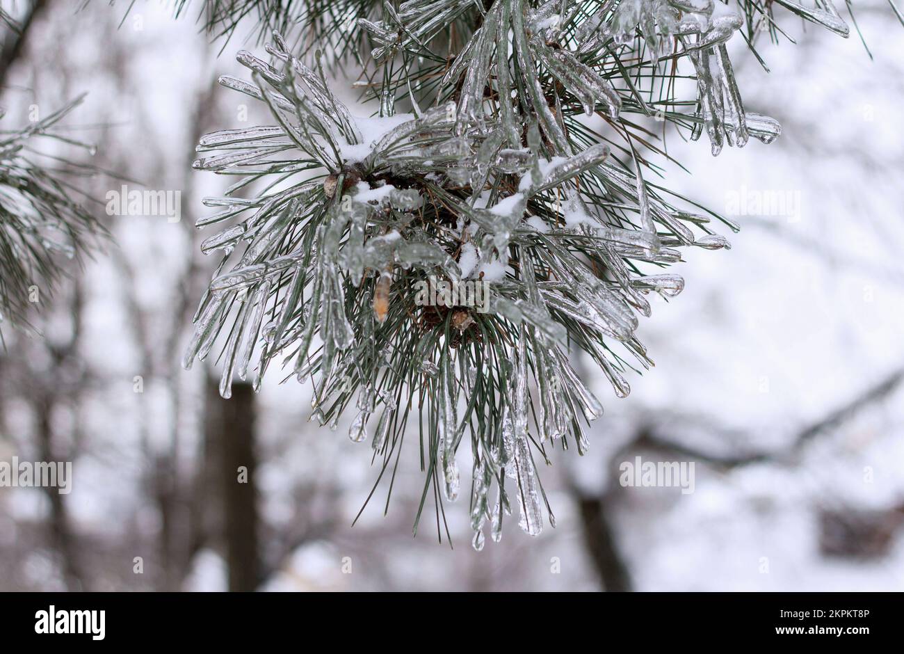 Winter beauty frozen in snow and ice of a branch of a fir-tree Stock ...