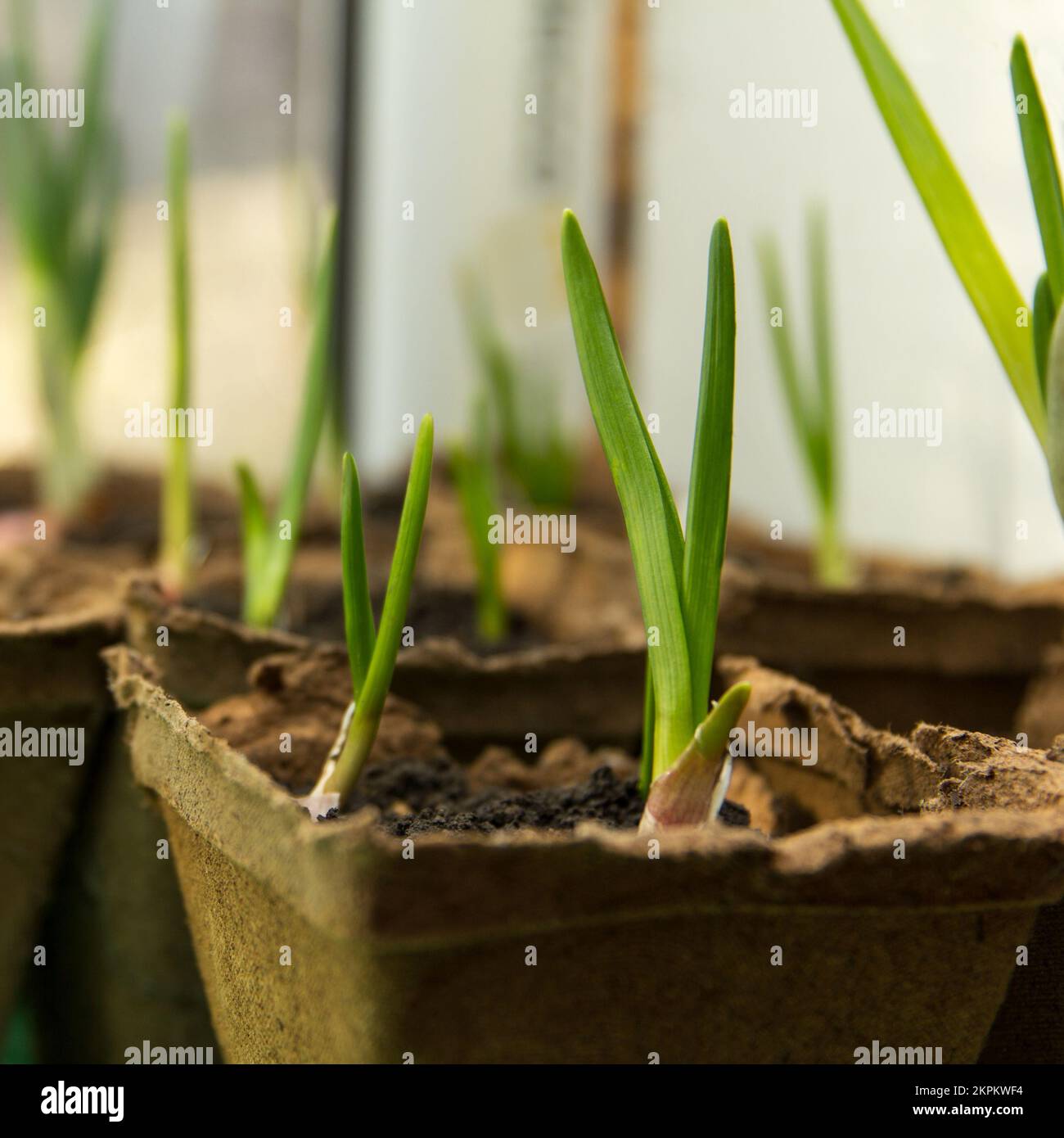 Big spring onion hi-res stock photography and images - Alamy