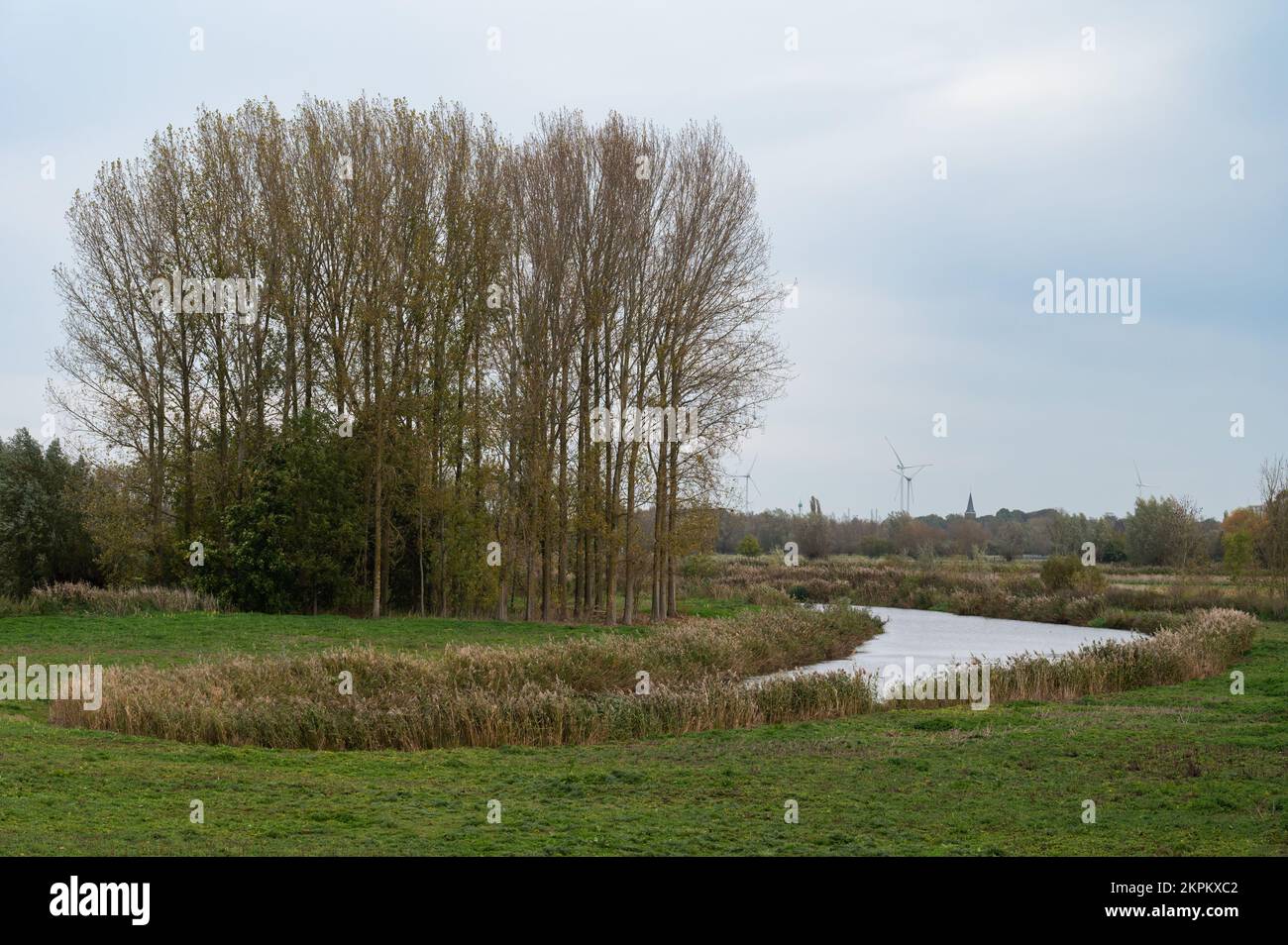 Trees, wild grasses and vegetation in the natural floodplain of the ...