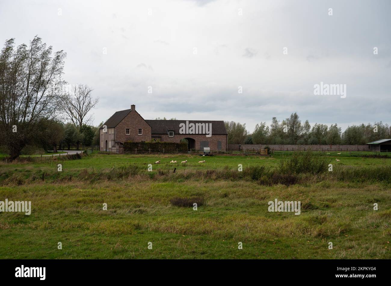 Farmhouse and green lawn at the Flemish countryside around Wichelen ...