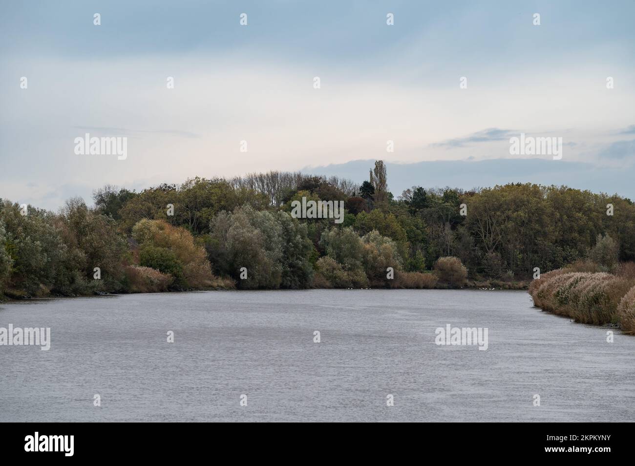 Green meander of the River Scheldt with trees and water plants, Berlare ...