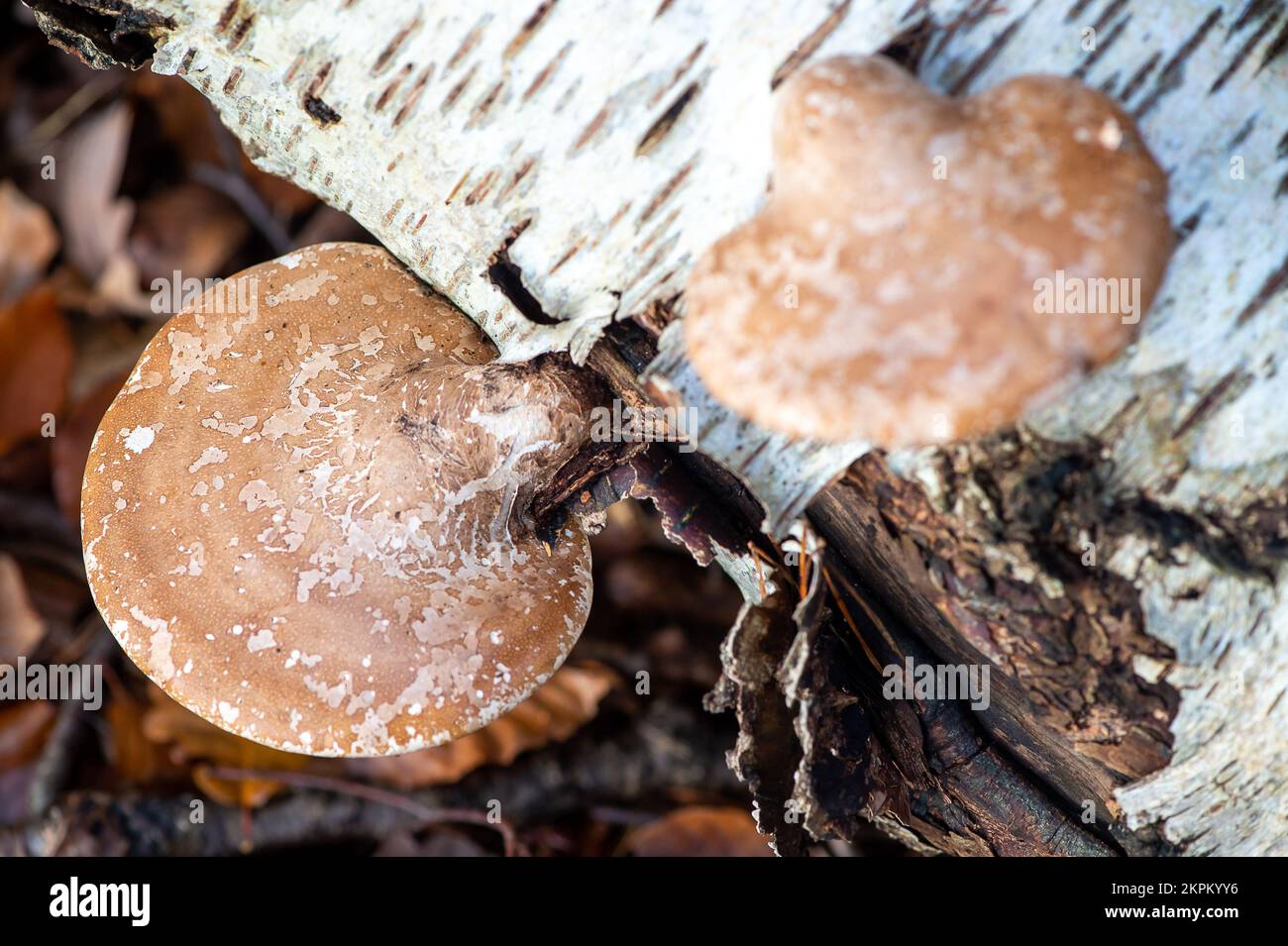 Special birch fungus hi-res stock photography and images - Alamy