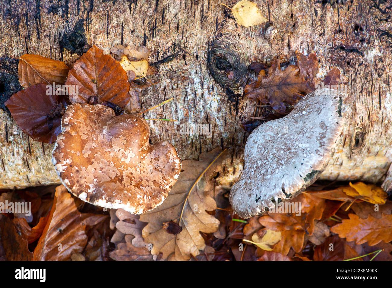 Special birch fungus hi-res stock photography and images - Alamy