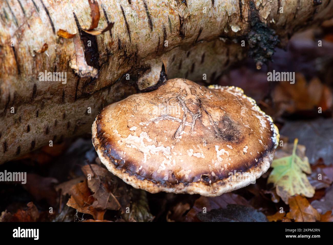 Fungi stock images hi-res stock photography and images - Alamy