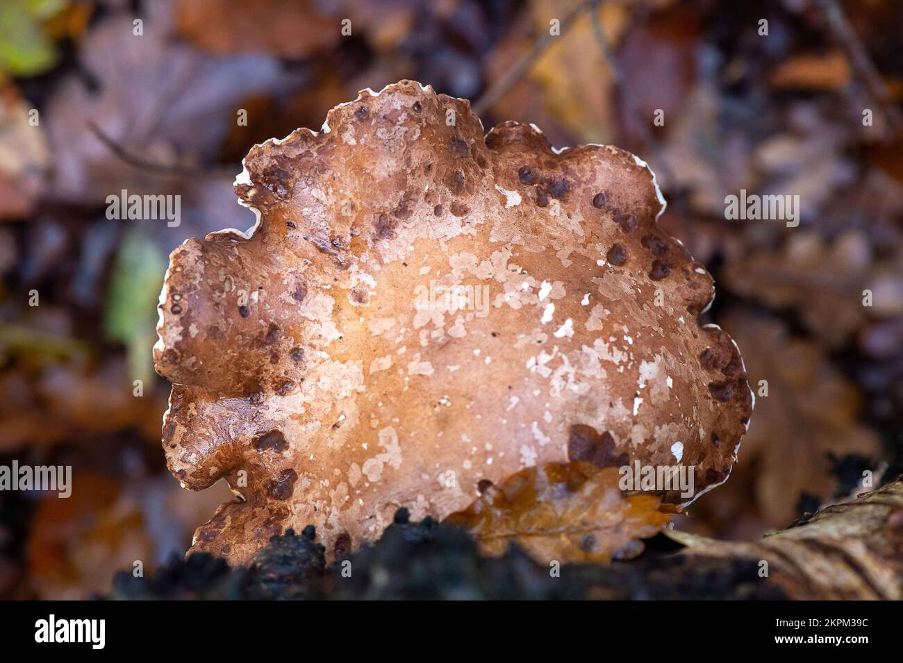 Fungi stock images hi-res stock photography and images - Alamy