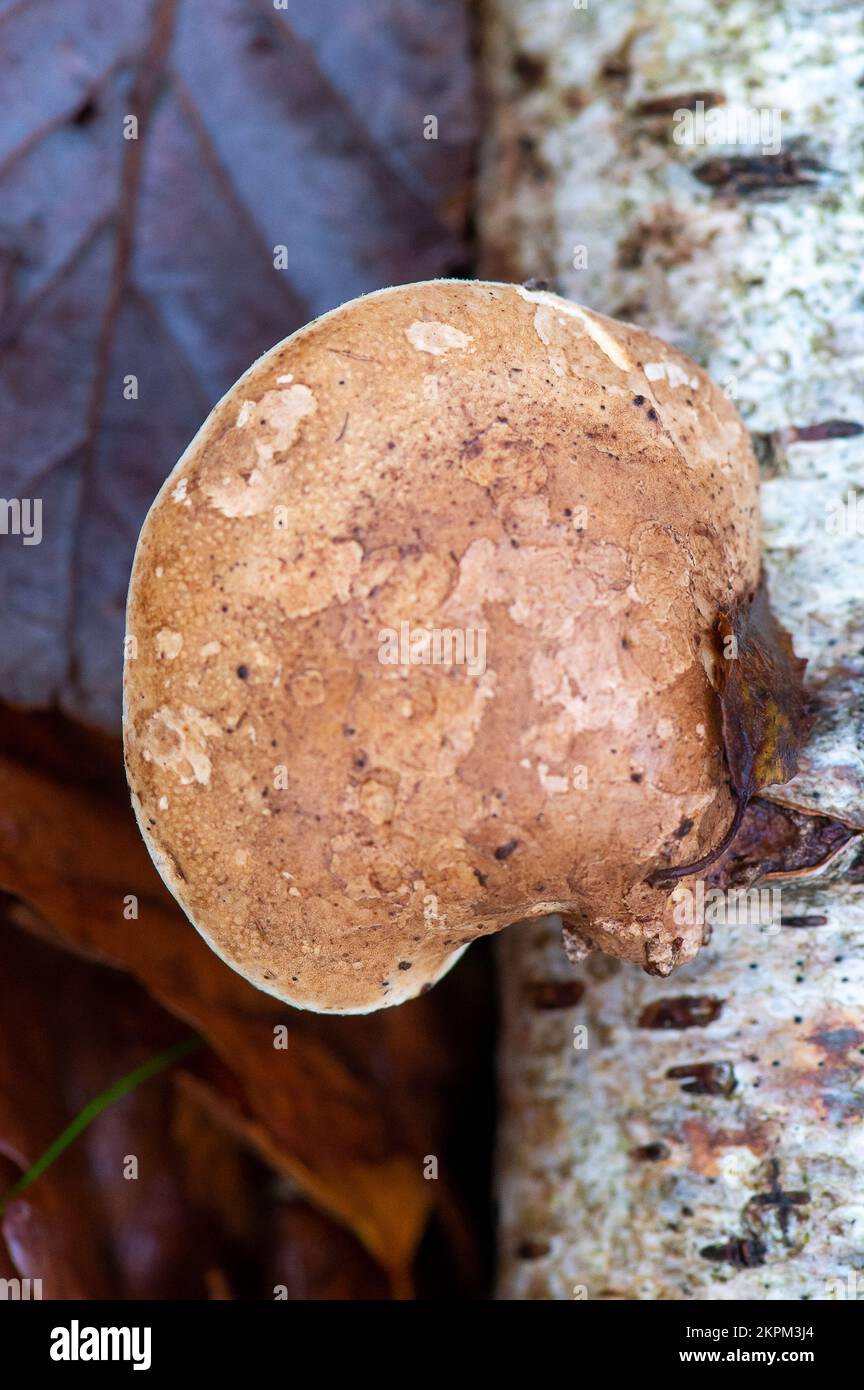 Farnham Common, UK. 28th November, 2022. Birch Polypore fungi known as ...