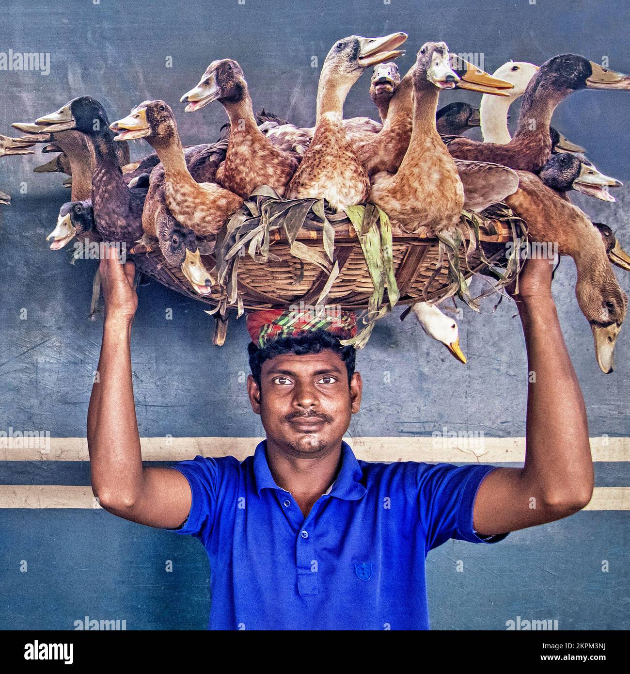 Dhaka, Bangladesh. 28th Nov, 2022. Sellers carry ducks on baskets to ...