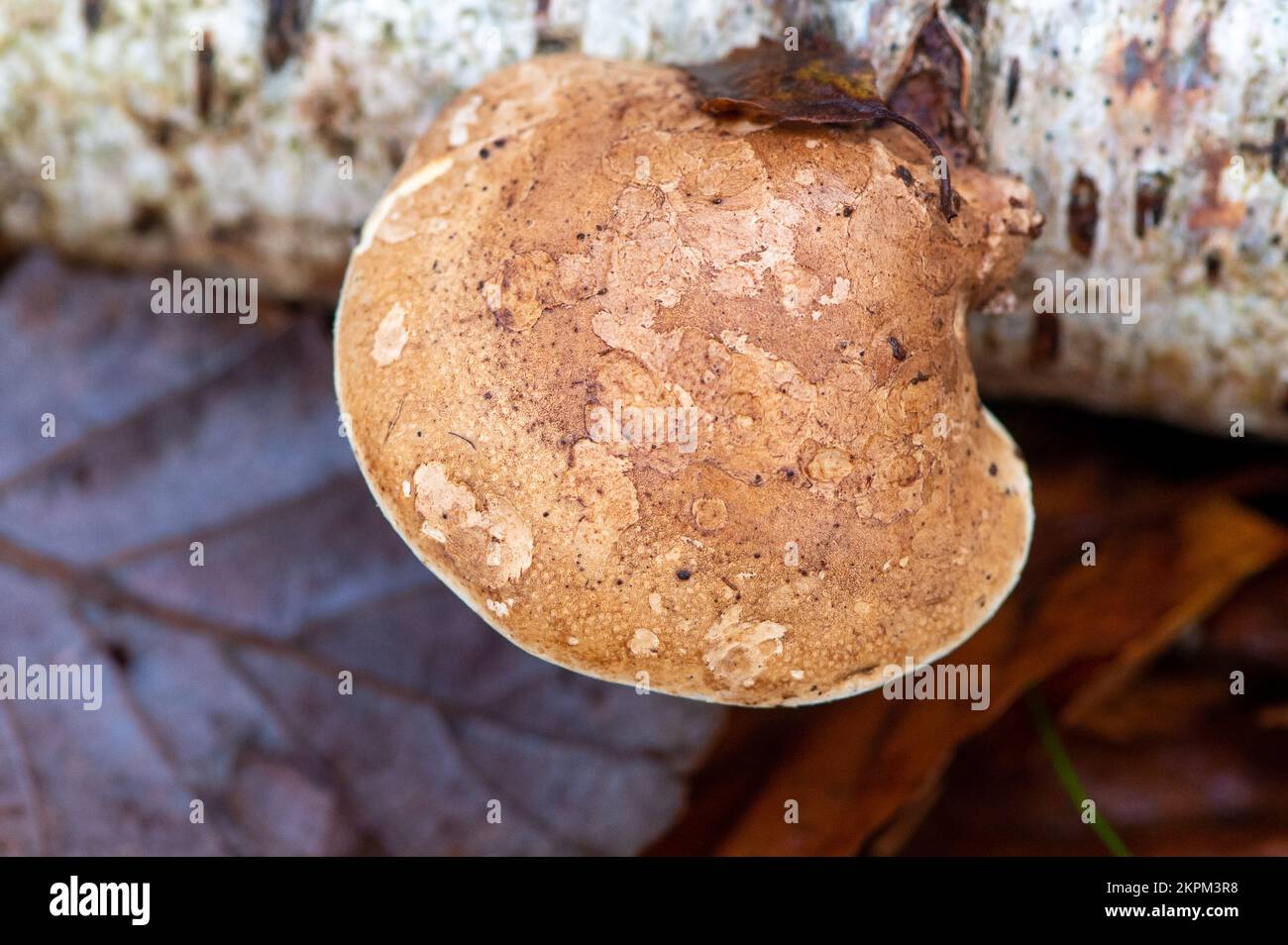Fungus stock images hi-res stock photography and images - Alamy