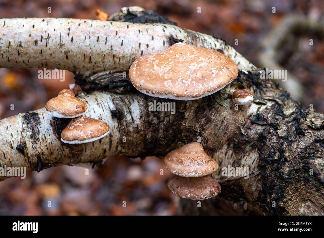 Special birch fungus hi-res stock photography and images - Alamy