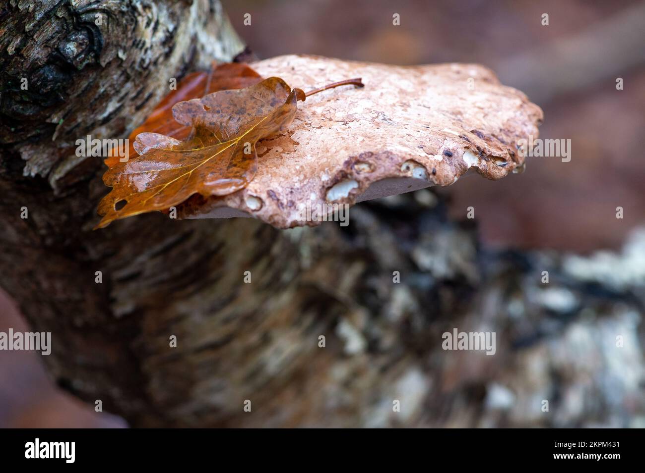 Fungi stock images hi-res stock photography and images - Alamy