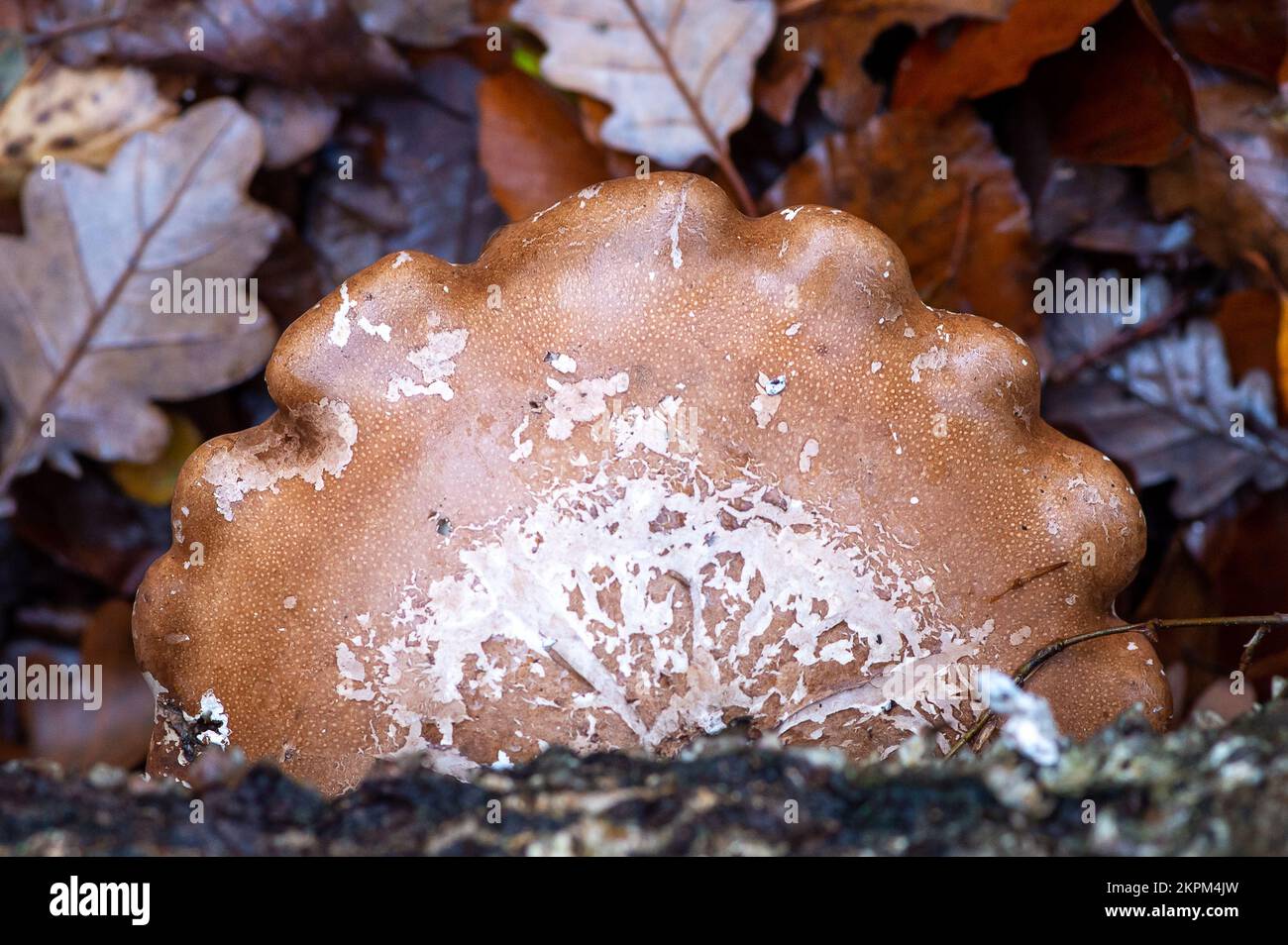Fungus stock images hi-res stock photography and images - Alamy