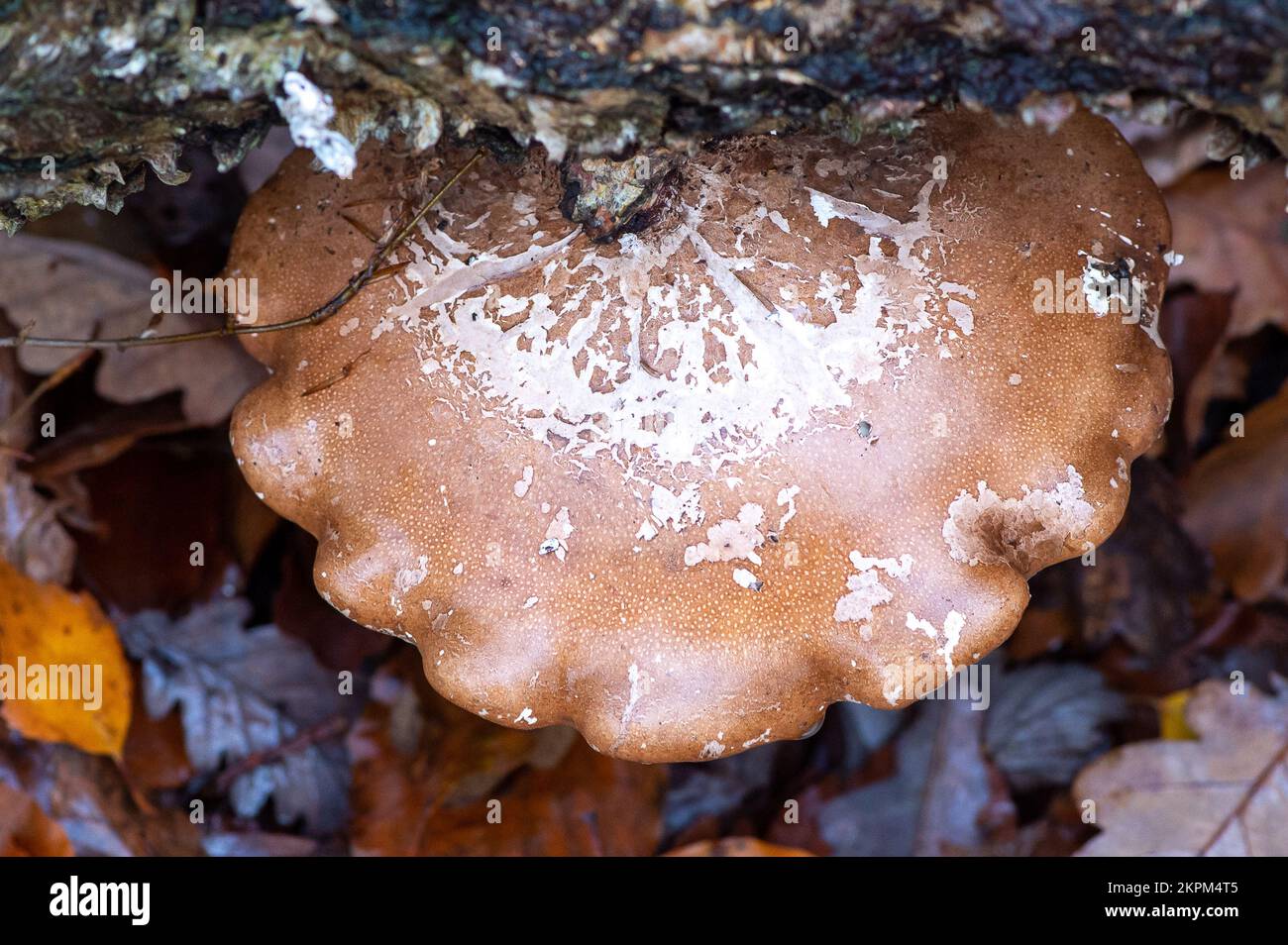 Special birch fungus hi-res stock photography and images - Alamy