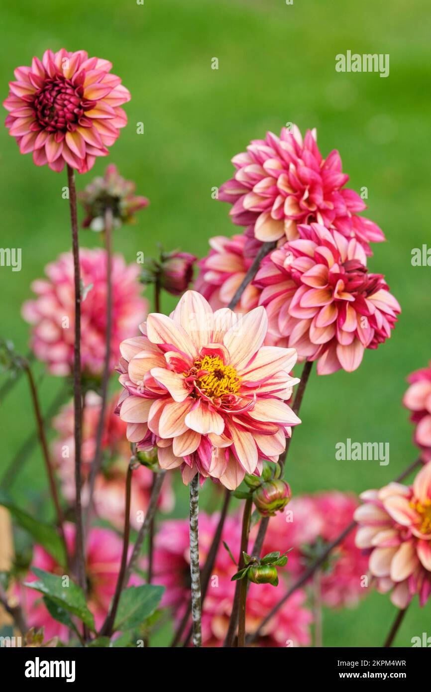 Dahlia 'Seniors Hope', decorative dahlia, shades of pink flowers Stock ...